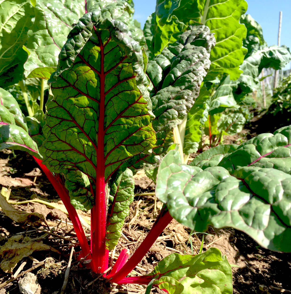 Swiss Chard with Almonds and Raisins - Catholic Charities of Northeast ...