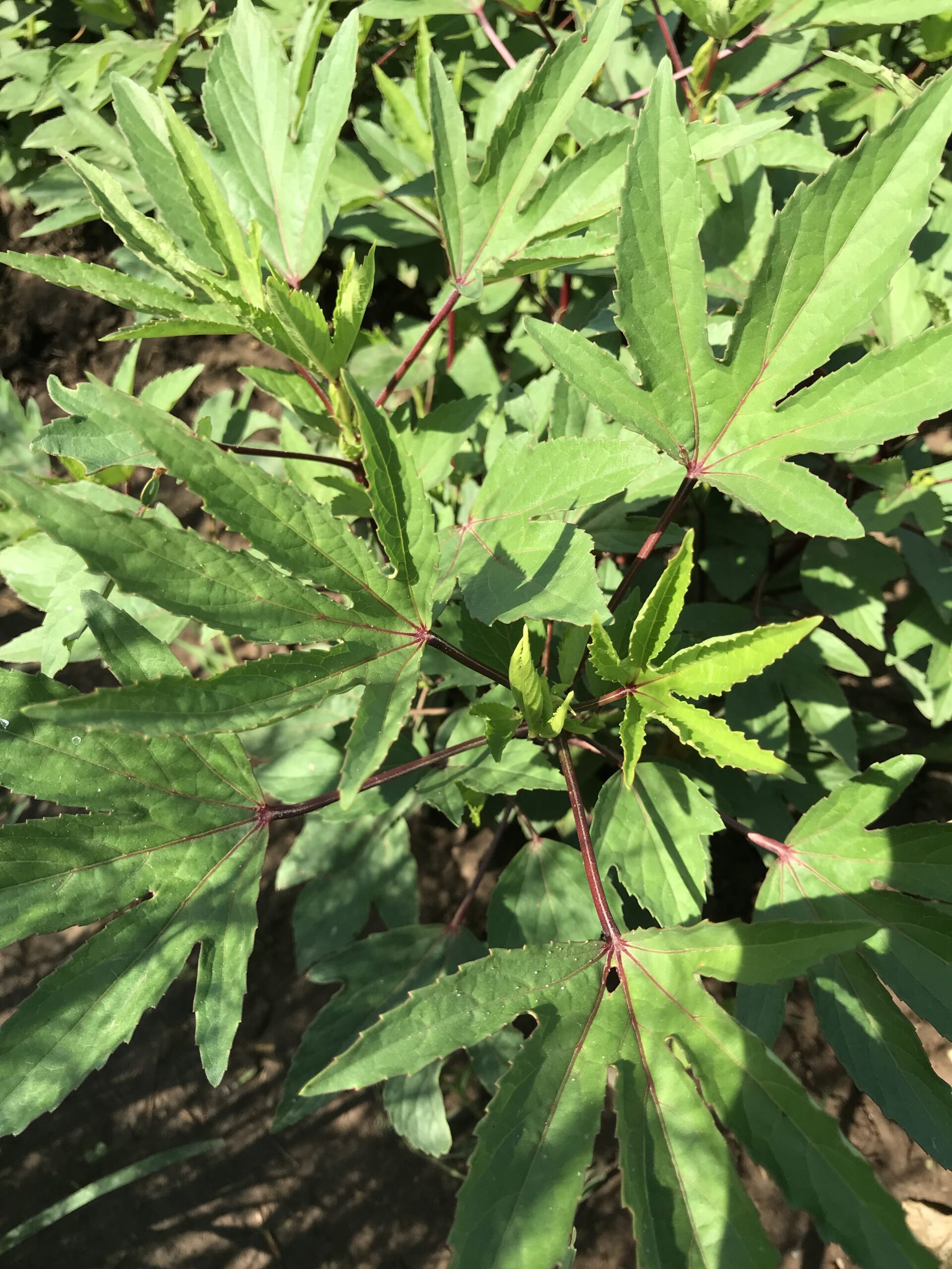 Chin Baung and Fish Soup - Catholic Charities of Northeast Kansas